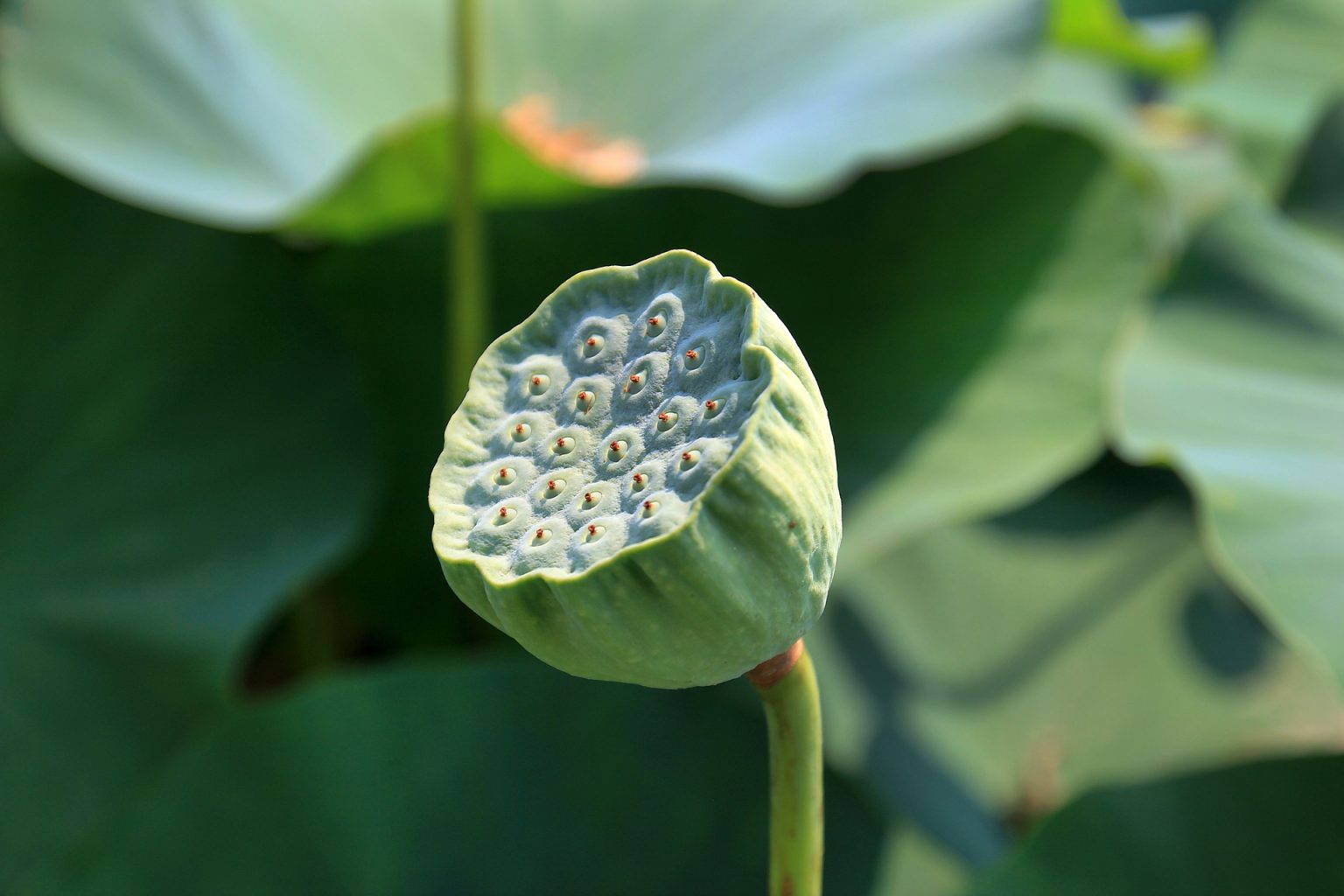 Have You Ever Eaten Lotus Fruit?